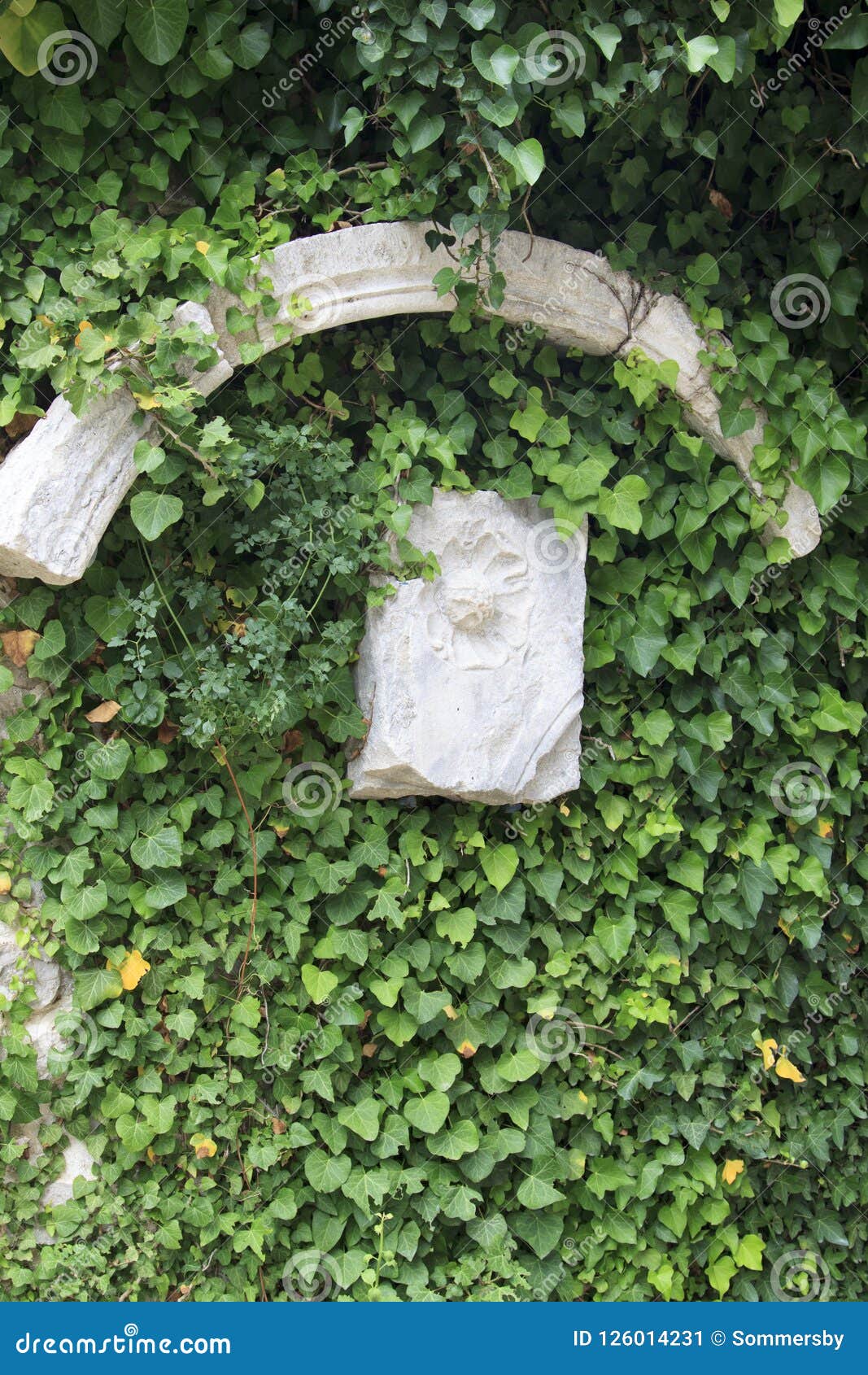 Wall Hidden Under Winding Ivy with an Ancient Stone Figure Stock Image ...