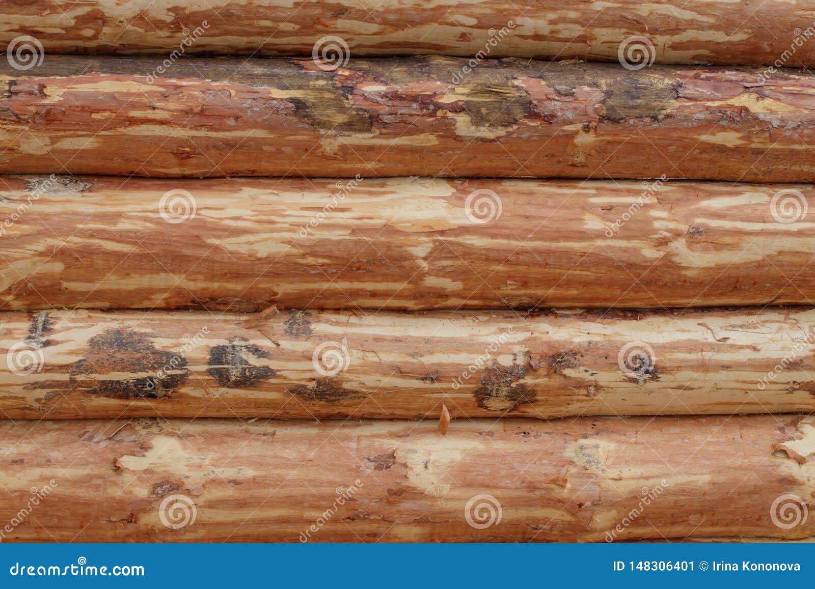 The Wall of the House, Chopped Pine. Logs are Cleared of Bark Stock ...