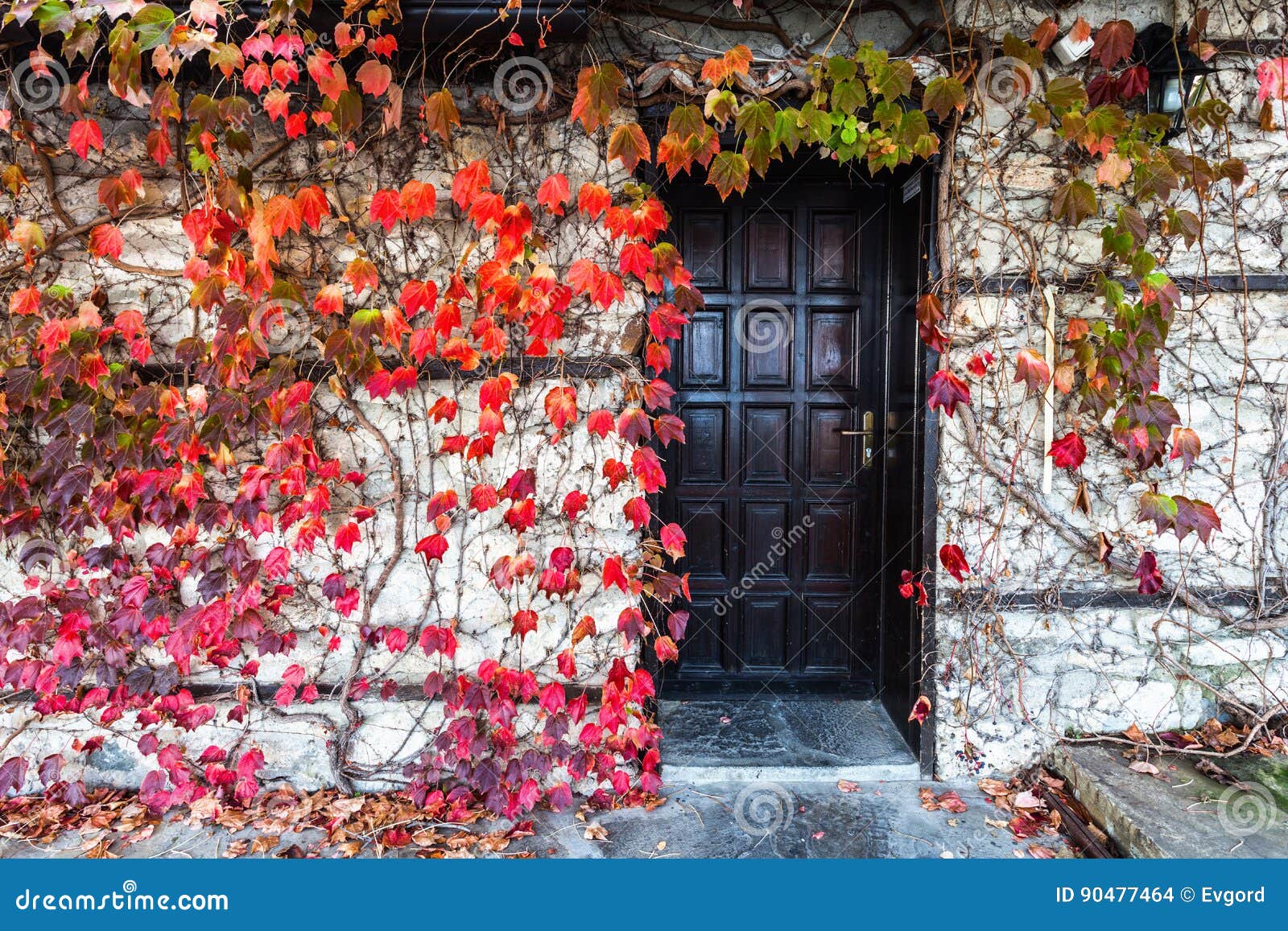 Wall of a House Covered with Red Ivy Stock Photo - Image of ...
