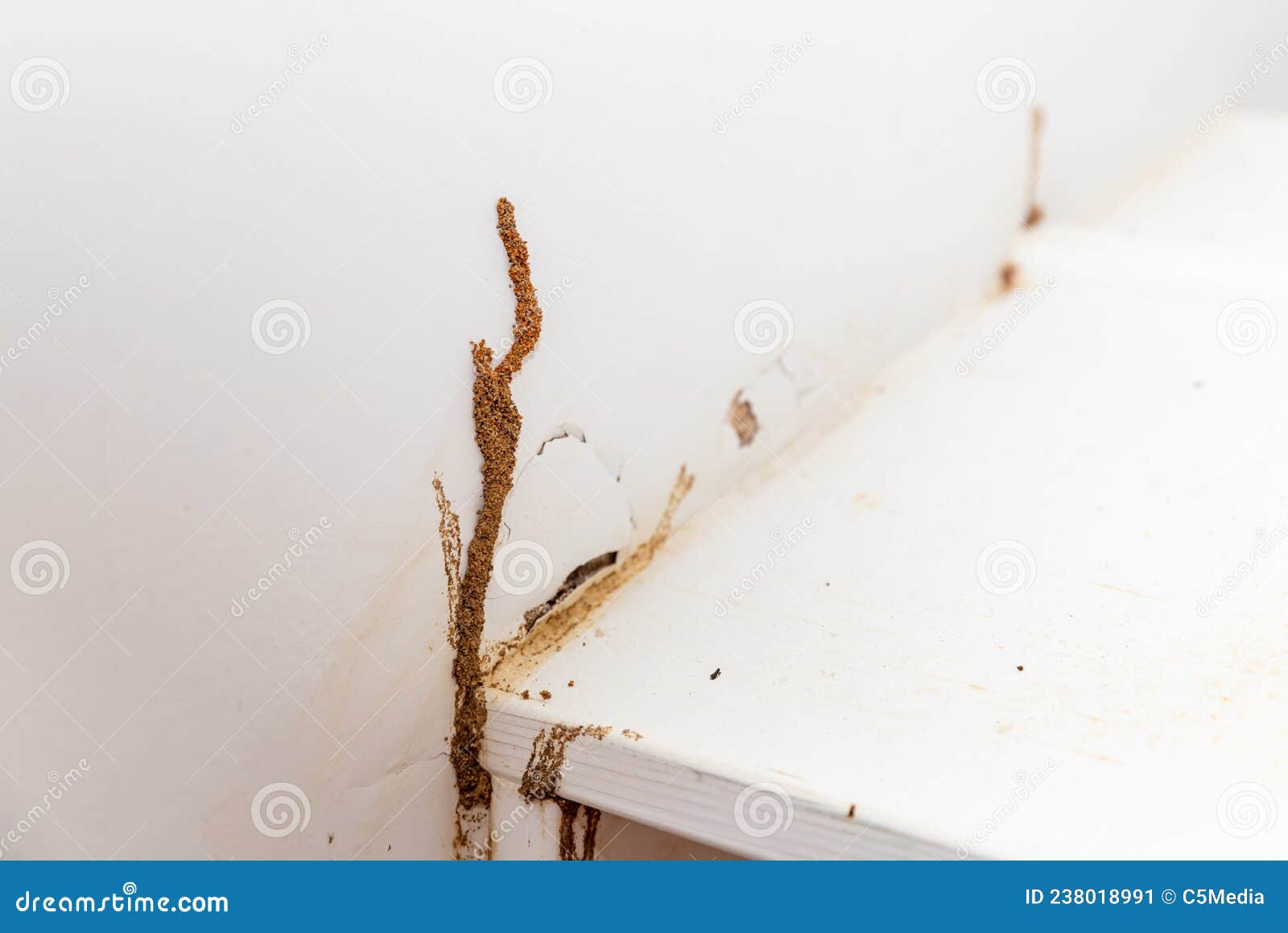 Termite Damage Visible on Wall of House Stock Image - Image of ...
