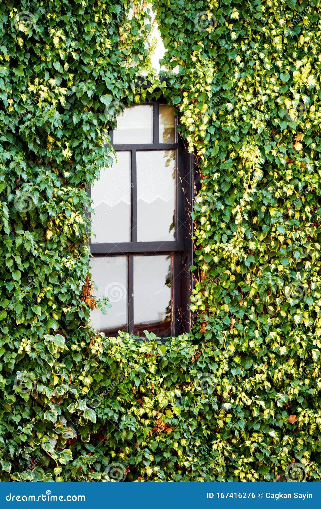 Wall of a House with Window Covered with Ivy Vine Stock Photo - Image ...