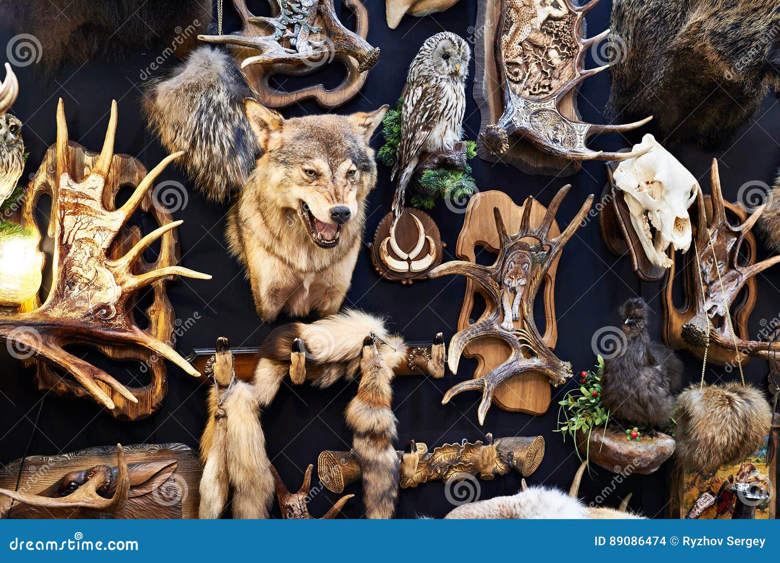 Wall with hunting trophy editorial stock image. Image of feline - 89086474