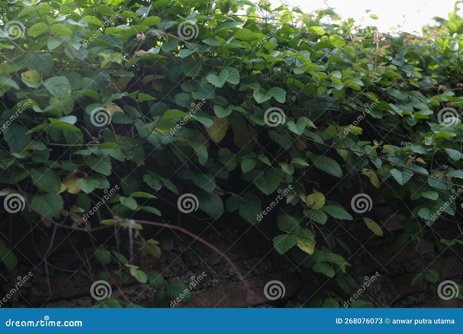 Wall Leaf or Nature in Sumer Stock Image - Image of tree, garden: 268076073