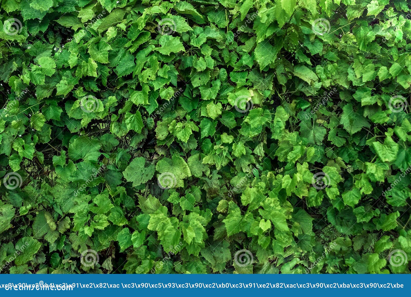 Wall of Leaves, Texture of Green Leaves, Green Floral Background Stock ...
