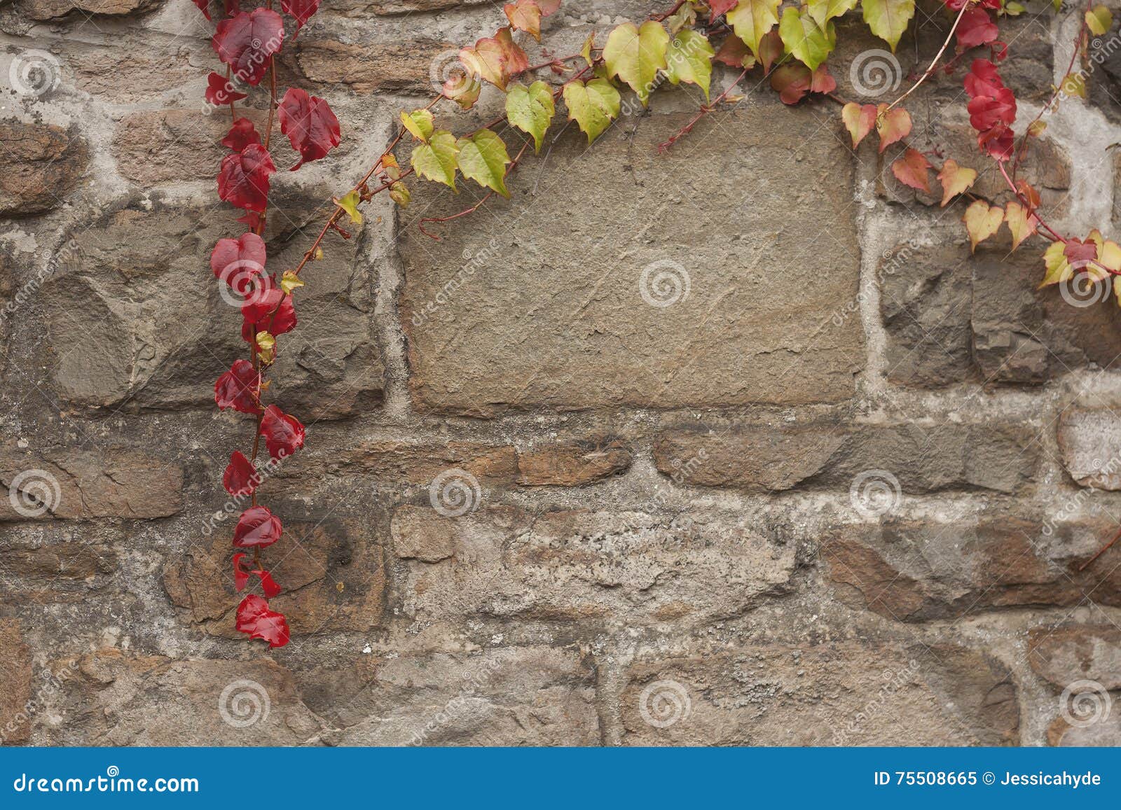 Wall with liana stock image. Image of garden, abstract - 75508665