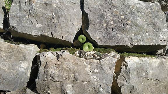 The Wall stock photo. Image of small, single, background - 87838202