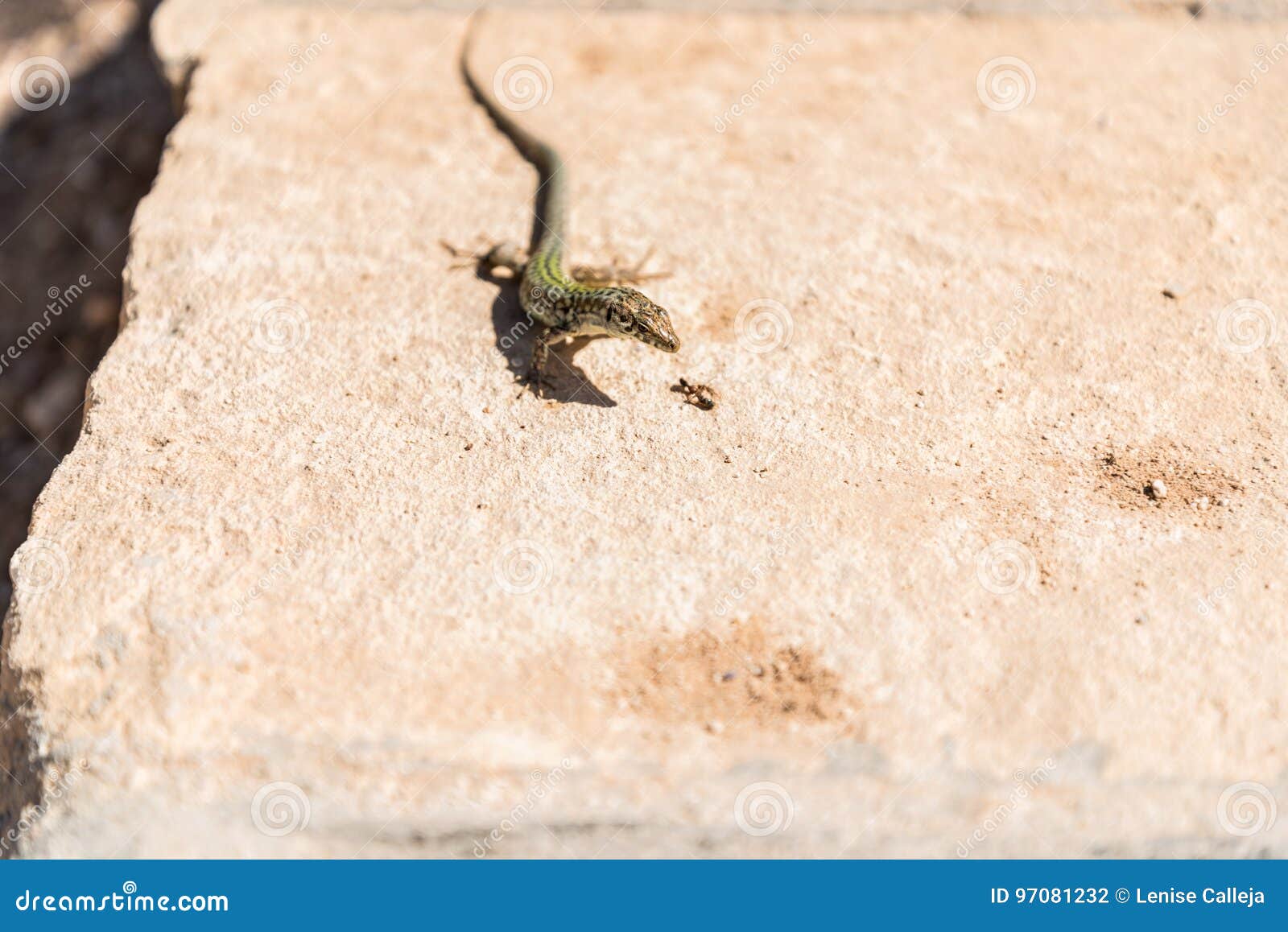 Wall Lizard in Comino, Malta Stock Photo - Image of brown, islands ...