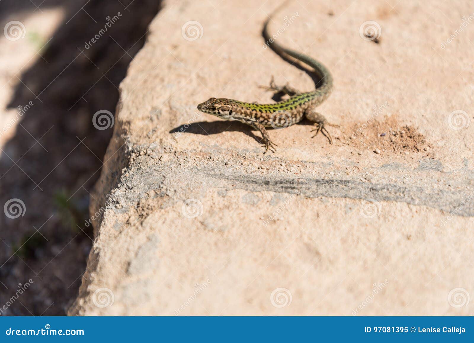 Wall Lizard in Comino, Malta Stock Image - Image of head, malta: 97081395