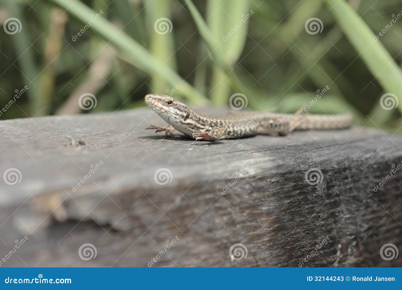 Wall Lizard in a swamp stock image. Image of podarcis - 32144243
