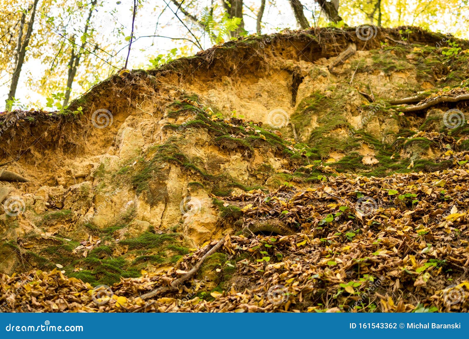 Wall from a loess rock stock photo. Image of leaves - 161543362