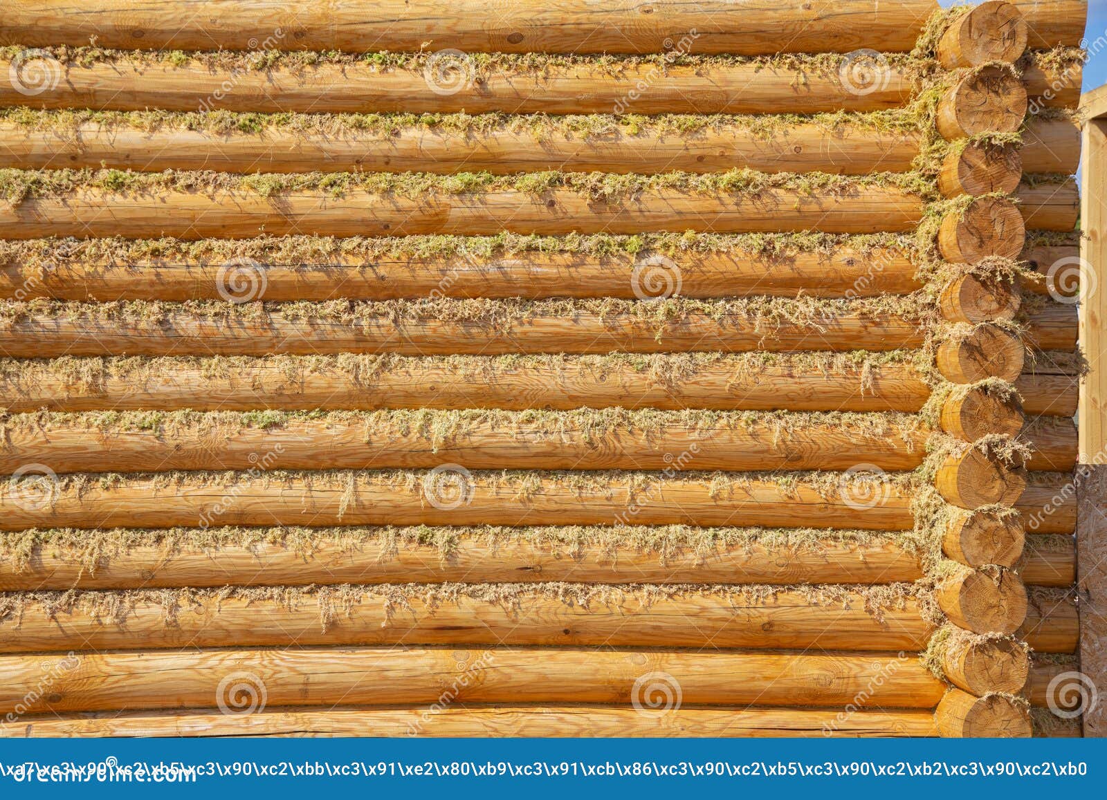 The Wall of a Log House Made of Round Logs Under Construction Using ...