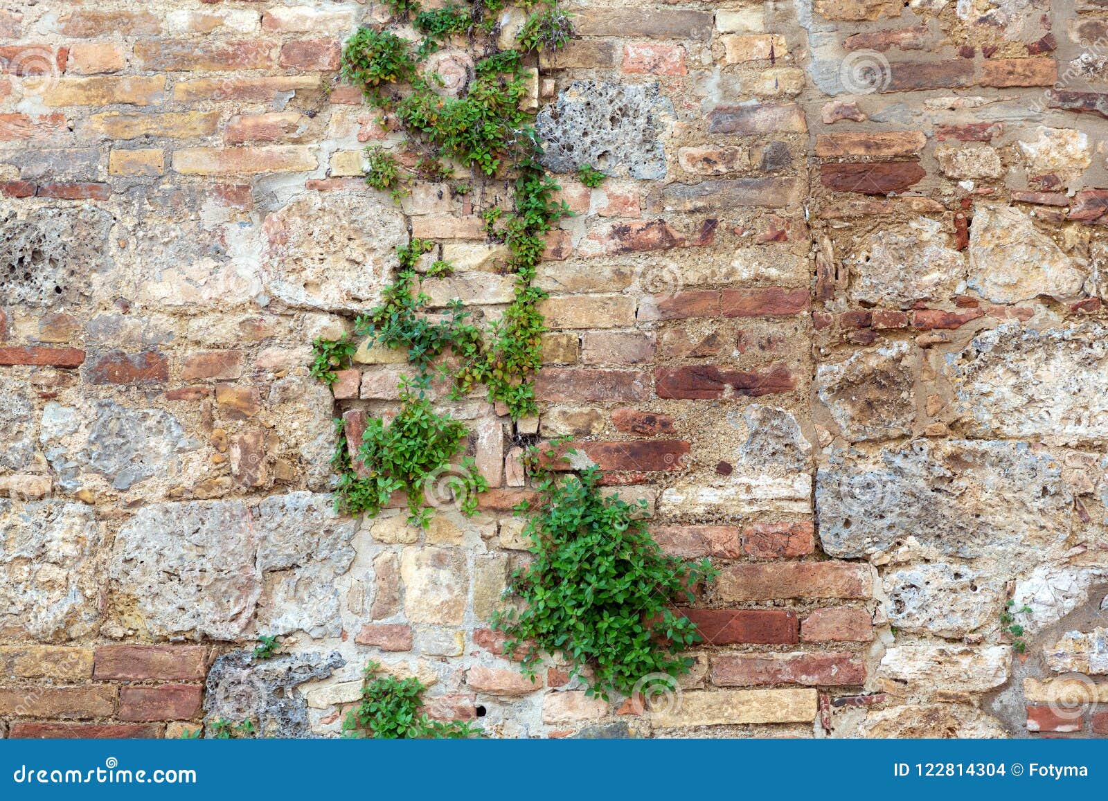 Wall Made of Bricks Overgrown with Plants Stock Photo - Image of ...