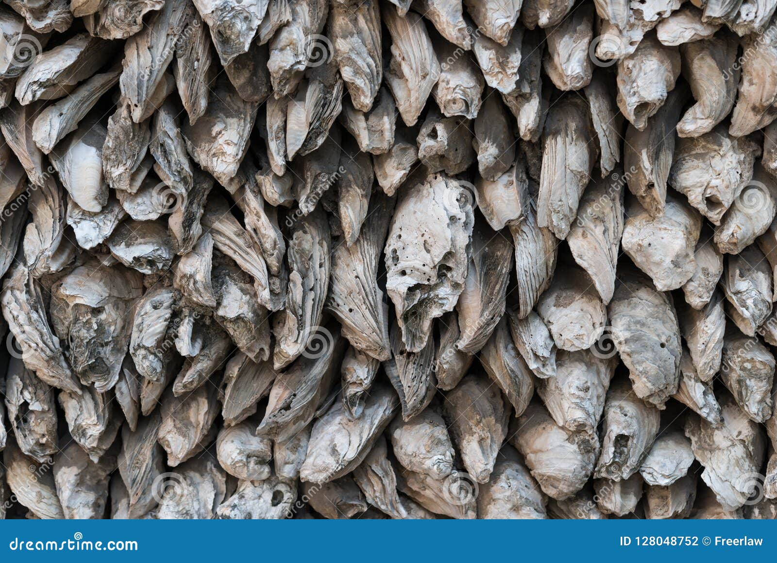 Wall made of oyster shells stock photo. Image of antique - 128048752