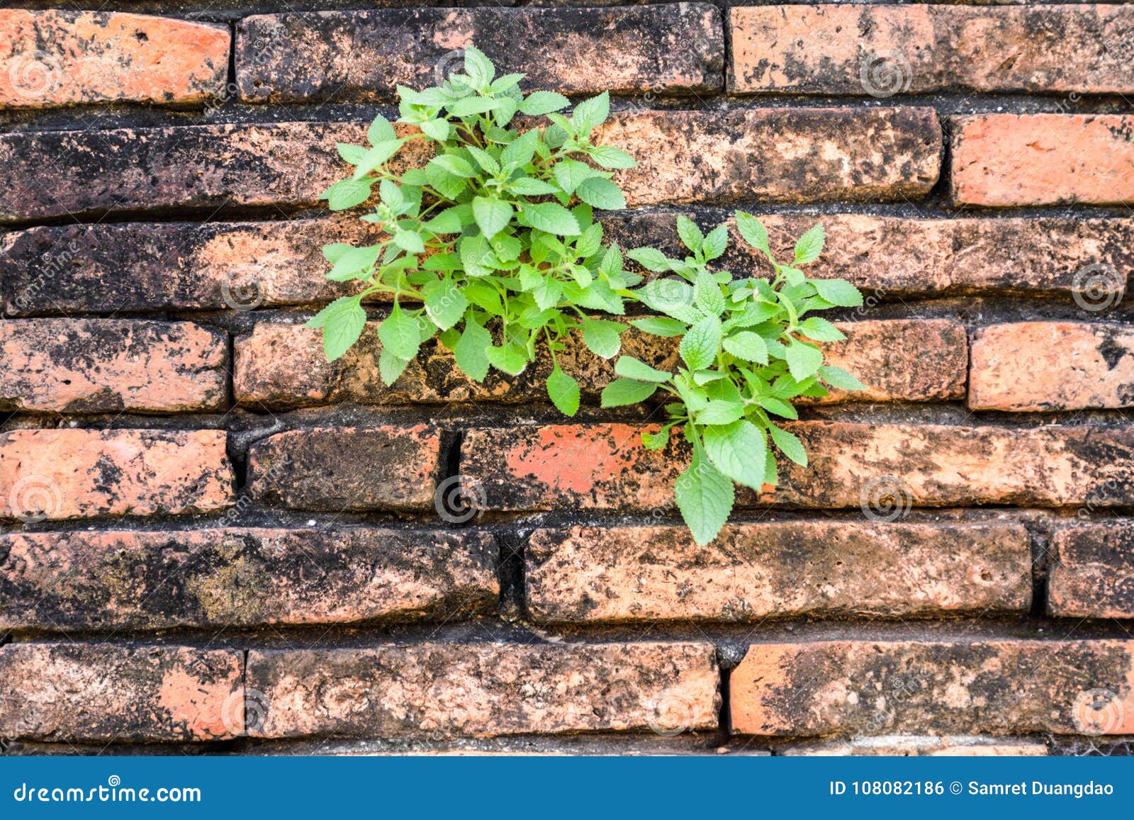 The Wall Made of Rectangular Bricks and Plant are Growing because the ...