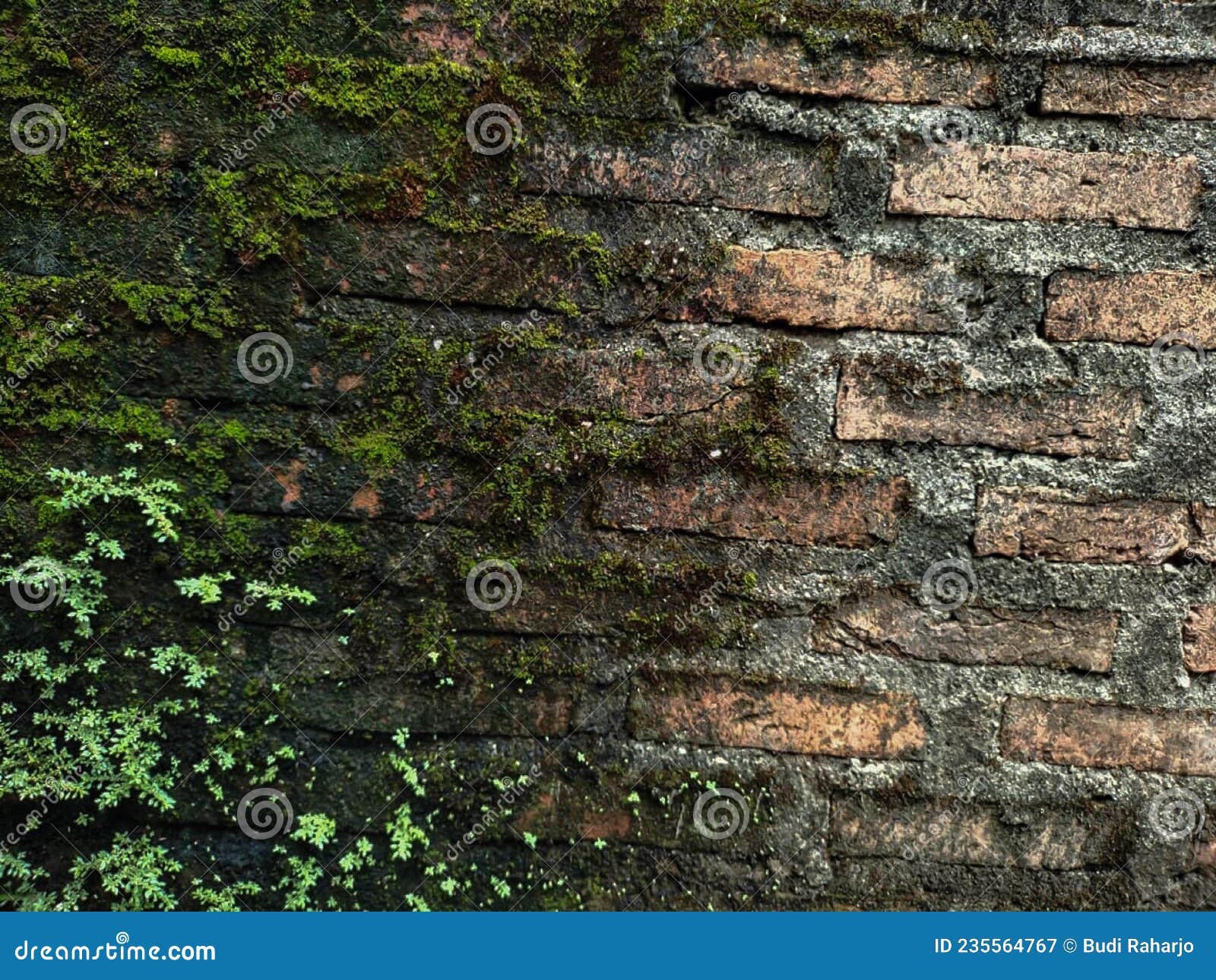 Brick Wall Overgrown with Moss Stock Image - Image of brick, overgrown ...