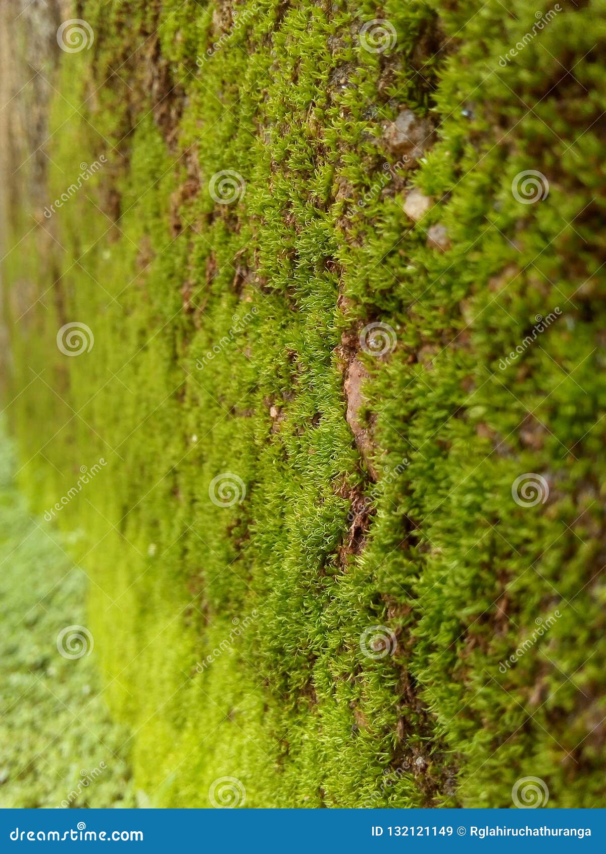 Beautiful Moses In Tree Royalty-Free Stock Photo | CartoonDealer.com ...