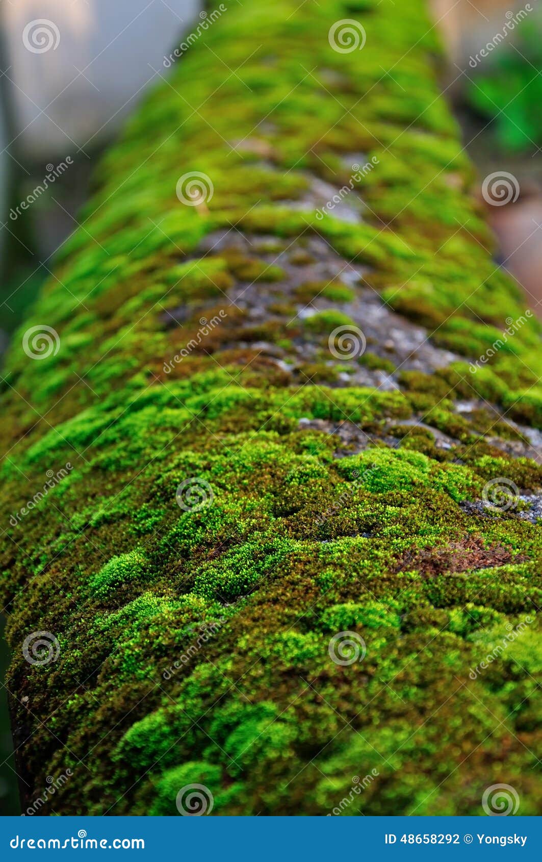 The wall of moss stock photo. Image of orient, china - 48658292