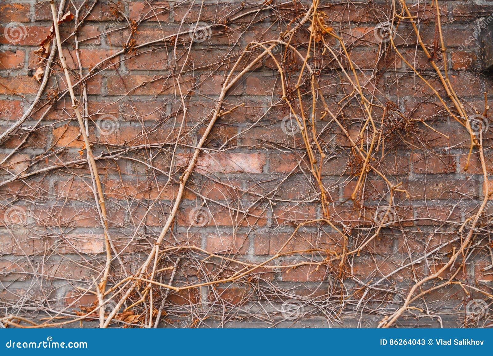 Wall of Old Brick Building, Overgrown with Vines and Ivy Stock Image ...