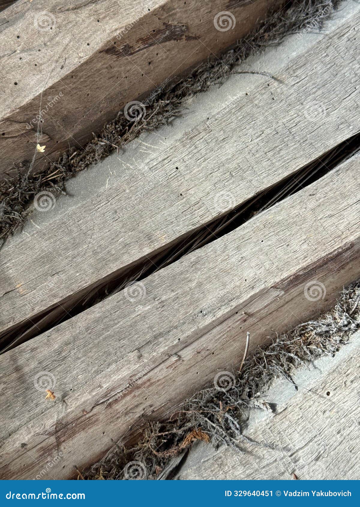 The Wall of an Old Log Barn. Moss between the Logs for Insulation ...