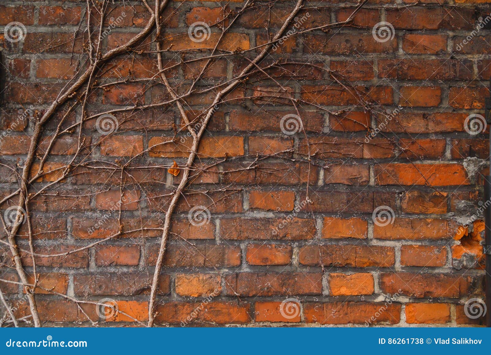 Wall of Old Red Brick Building, Overgrown with Vines and Ivy Stock ...