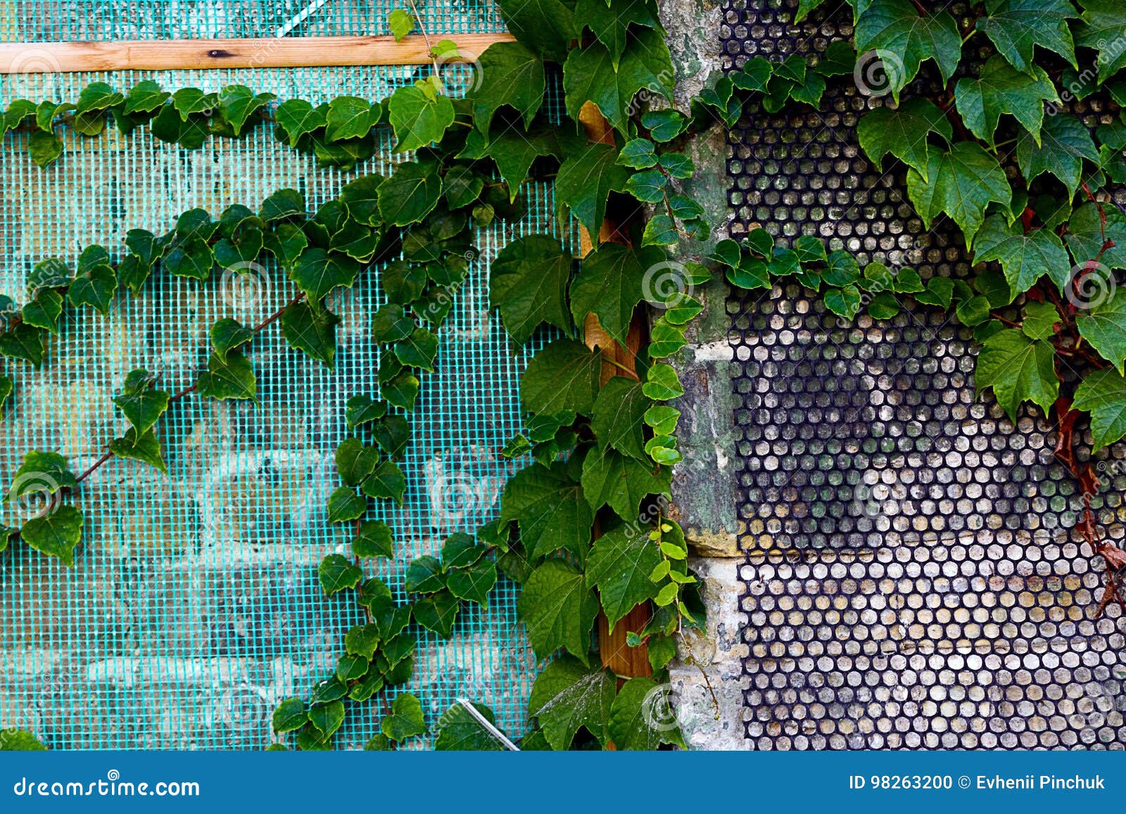 Wall Overgrown, Ancient Brick Wall, Background, Texture,old Dilapidated ...