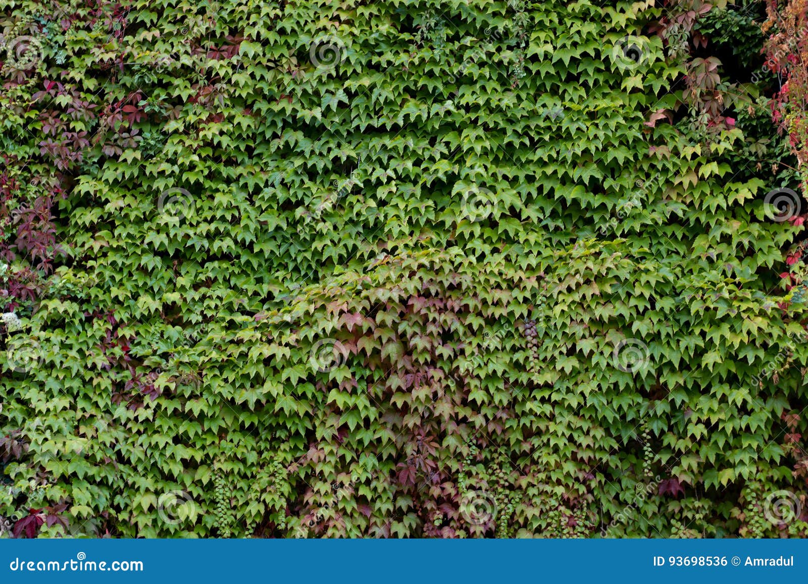 Wall Overgrown with Creeper Stock Photo - Image of grape, leaf: 93698536