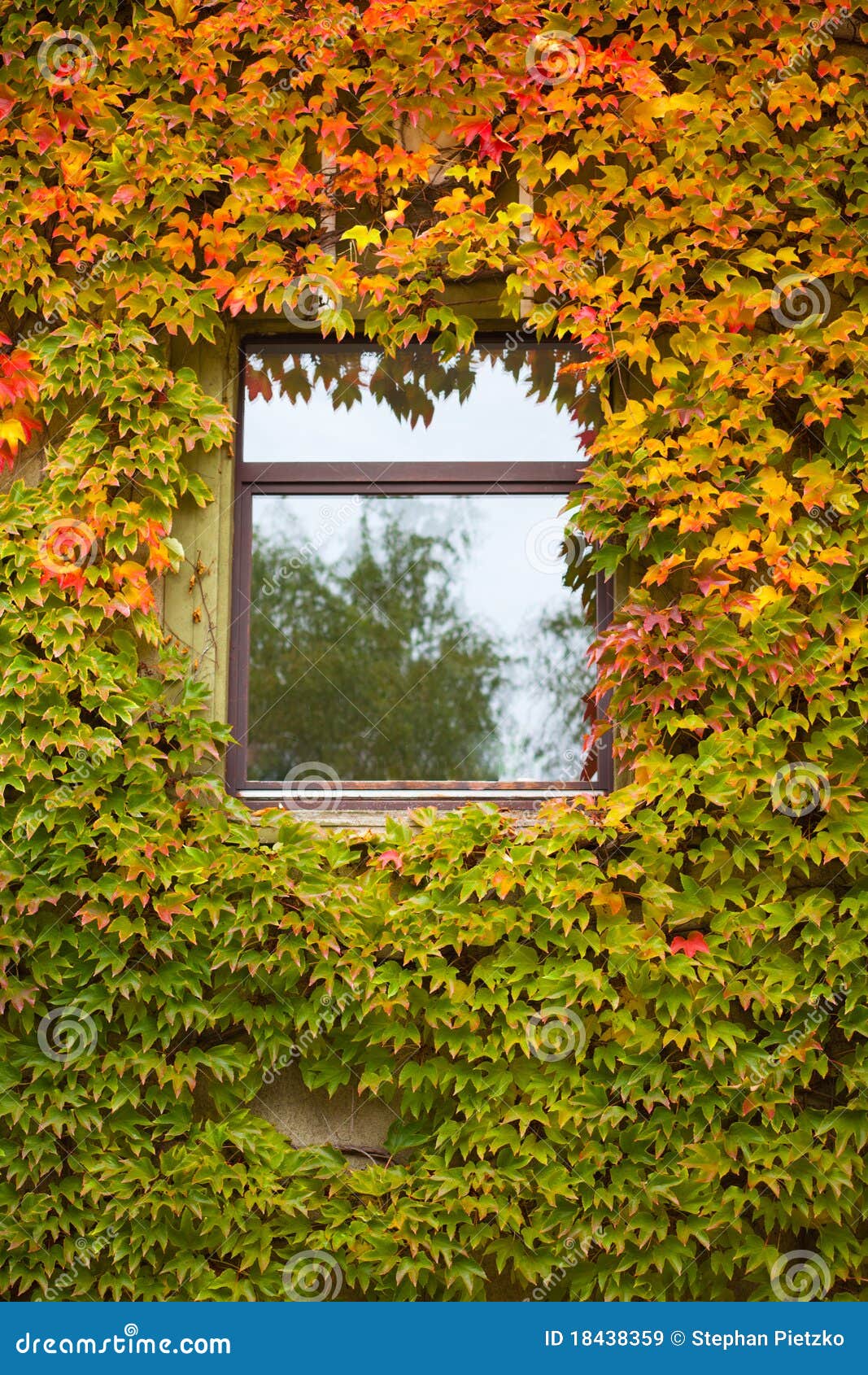 Wall Overgrown with Fall Colored Vine and Ivy Stock Image - Image of ...