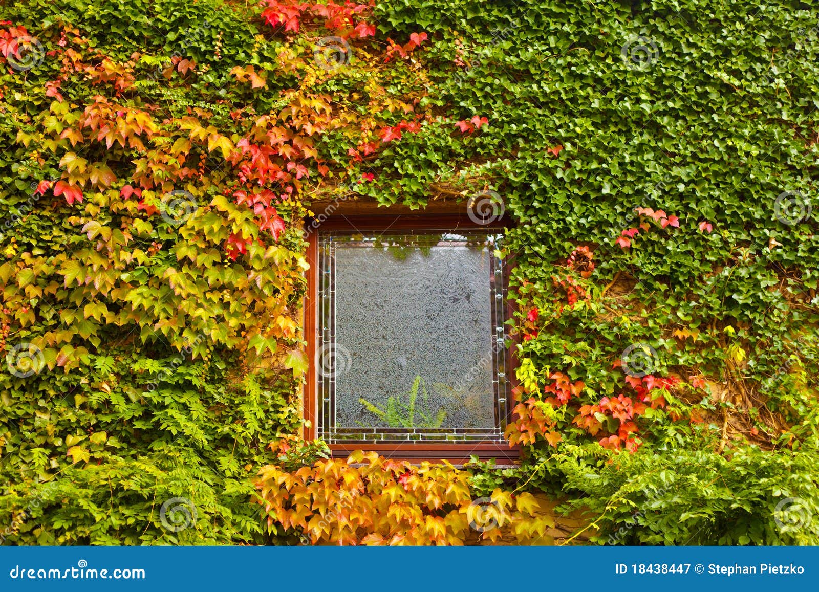 Wall Overgrown with Fall Colored Vine and Ivy Stock Image - Image of ...