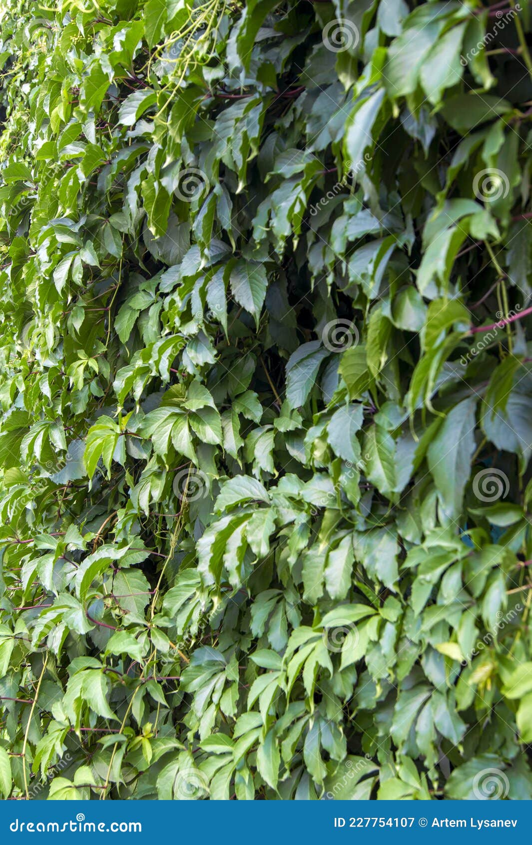 A Wall of Overgrown Foliage Stock Image - Image of bush, greenery ...