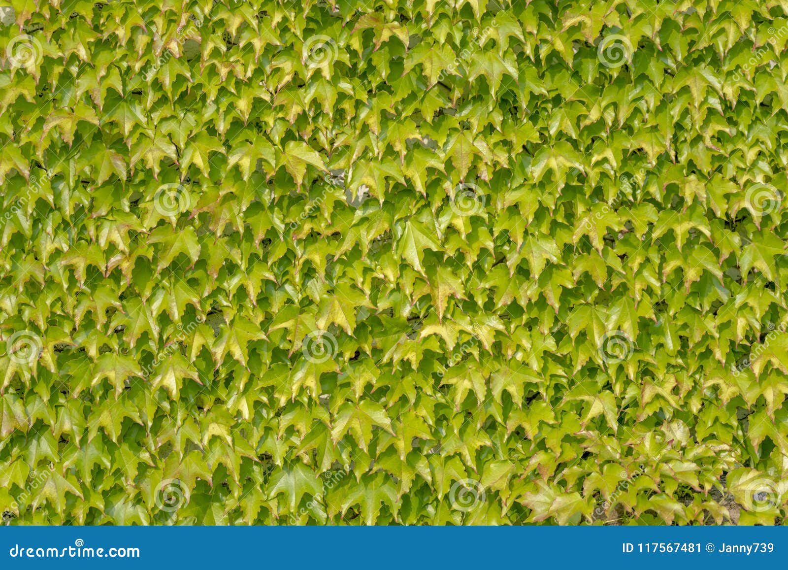 Wall Overgrown with Ivy Leaves As Background Stock Image - Image of ...