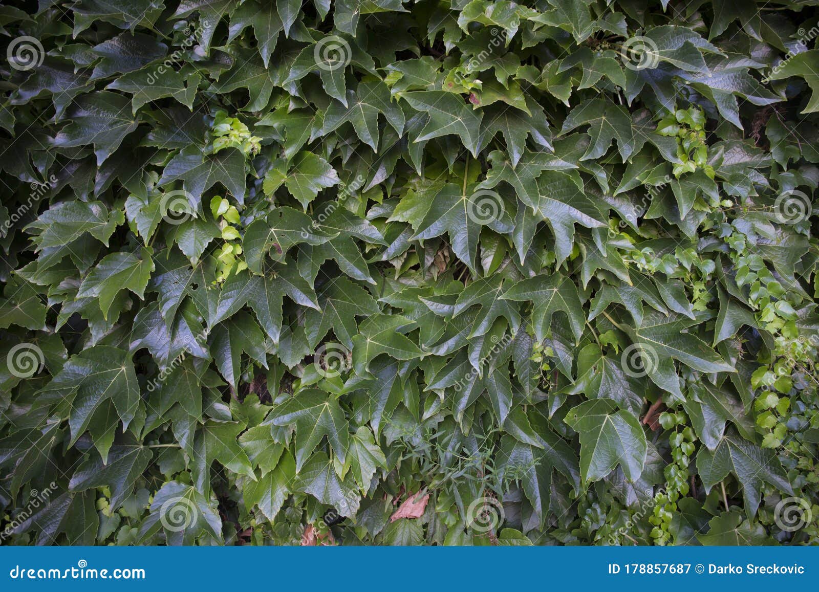 Wall Overgrown With Climbing Plant, Wall Texture Of Colorful Leaves For ...