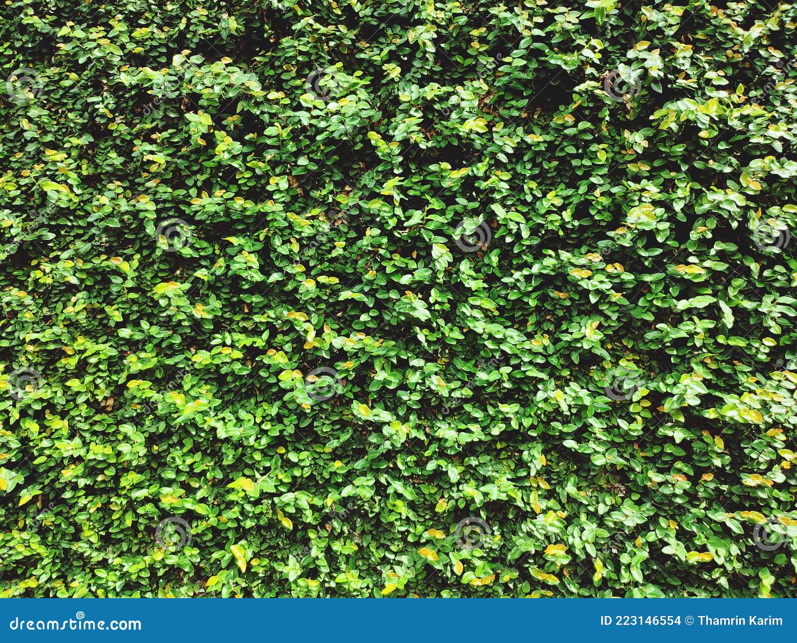 Wall overgrown with plants stock photo. Image of plants - 223146554