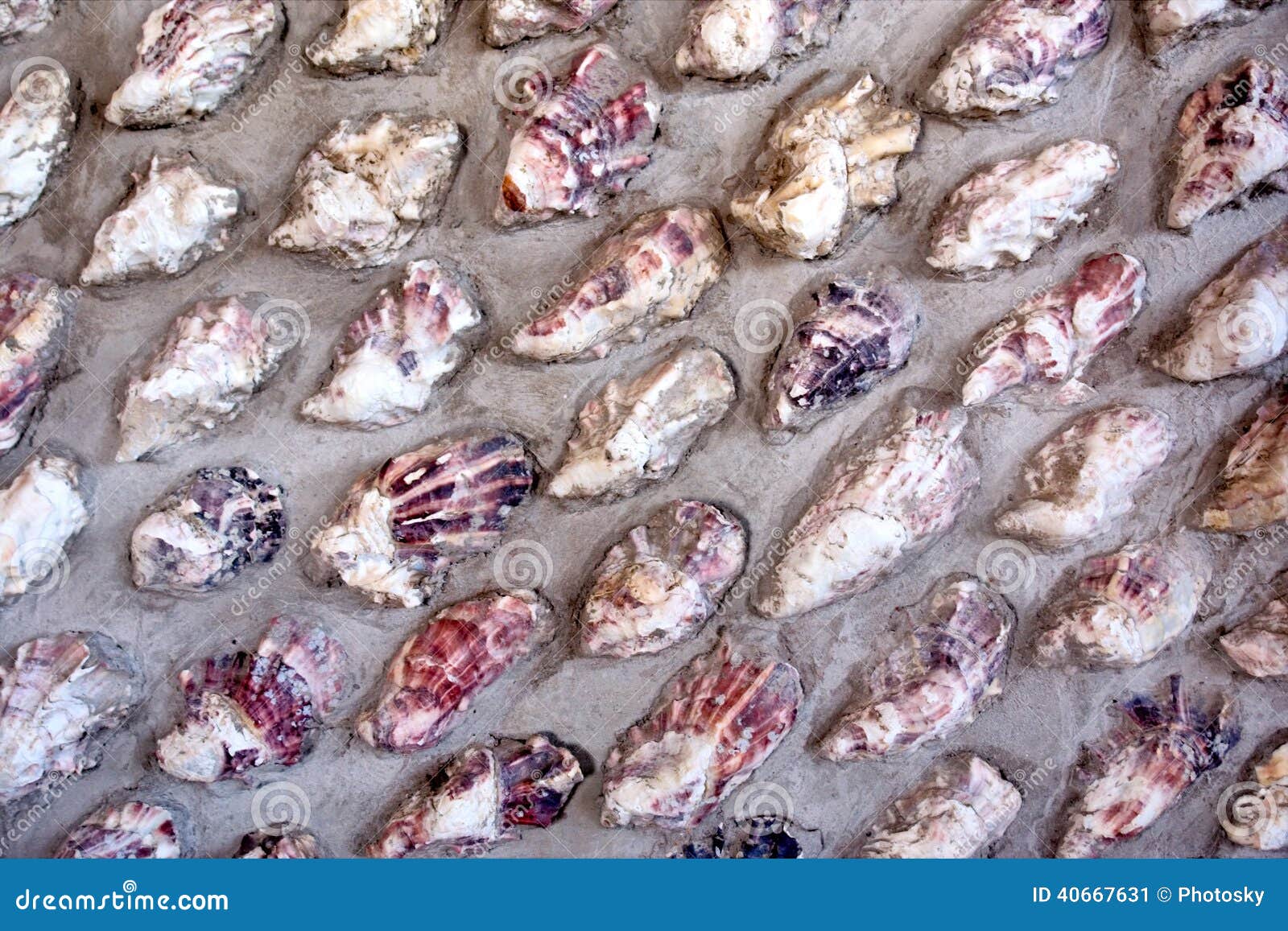 Wall with oyster shells stock image. Image of travel - 40667631