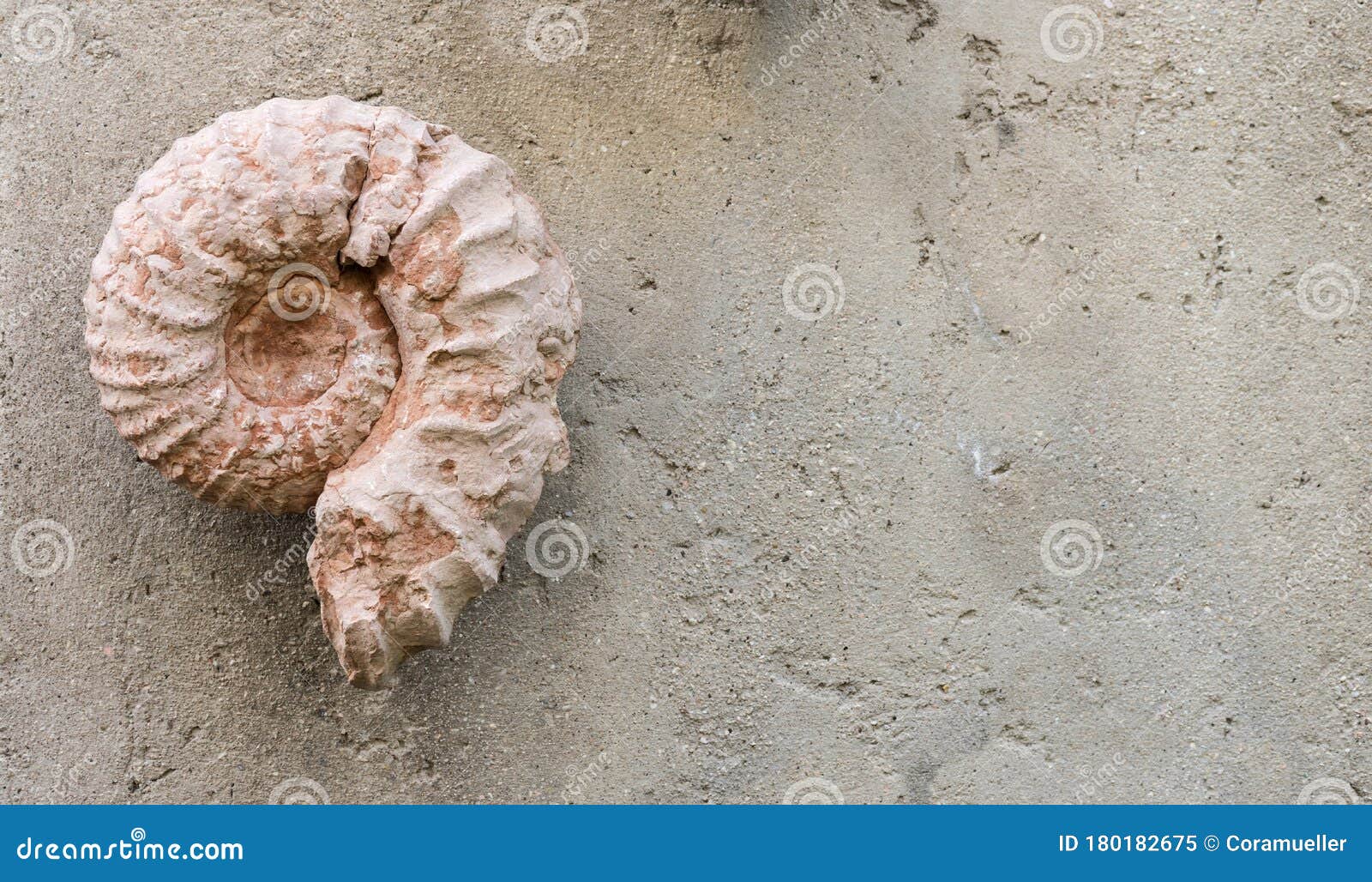 Wall with Petrified Ammonite Stock Image - Image of prehistoric ...