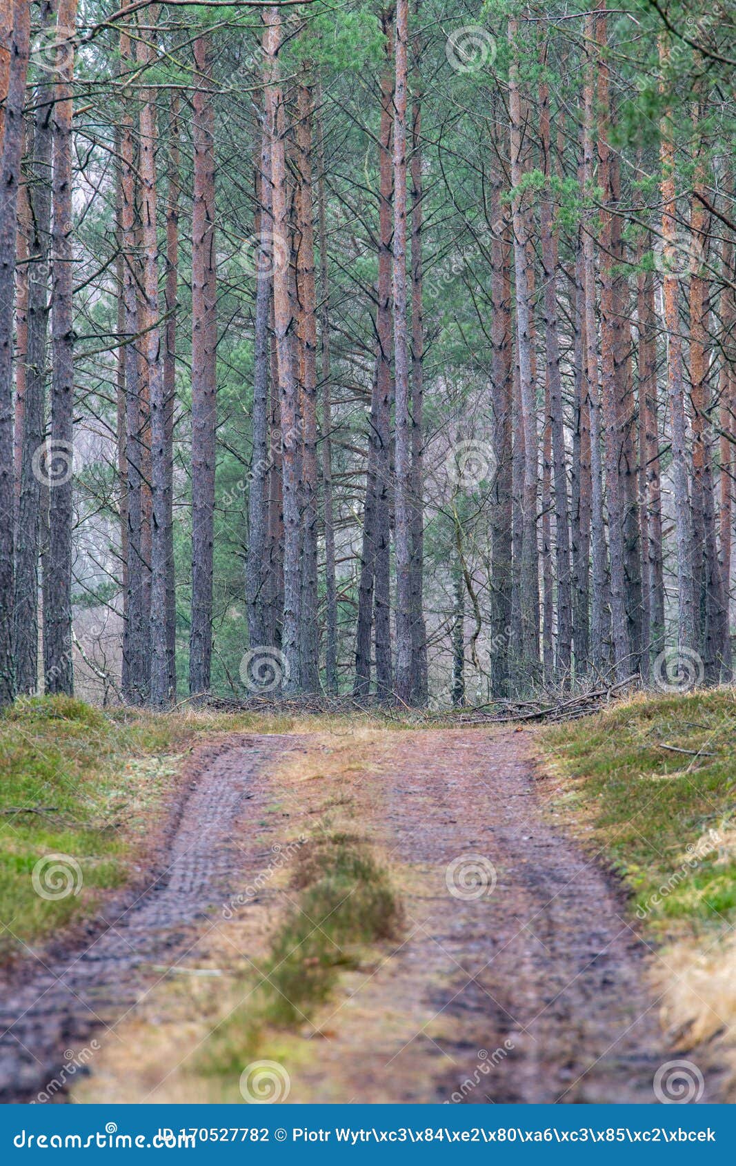 Wall of a Pine Forest at the End of a Forest Road. Forest Scenery in ...