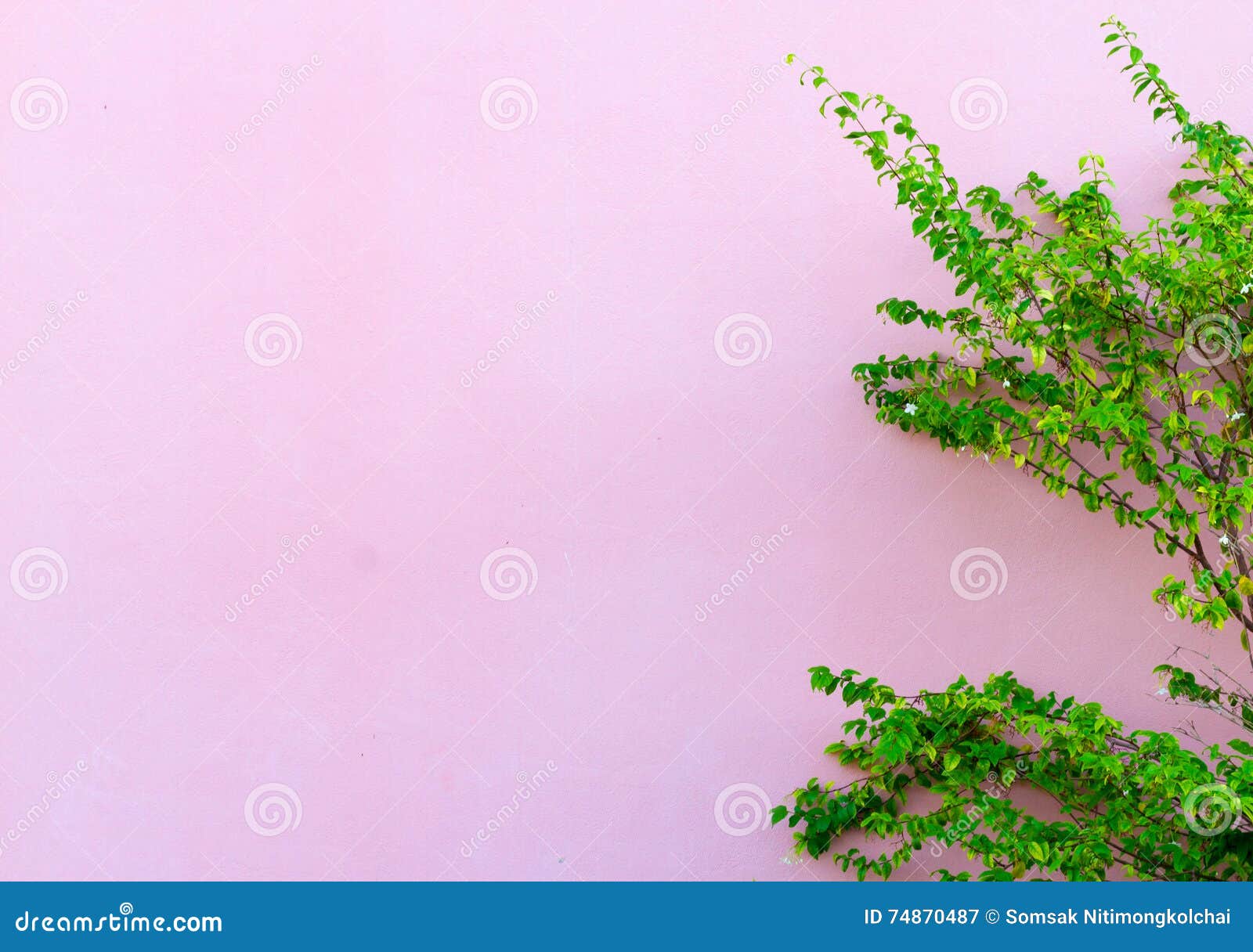 Wall pink and green tree stock image. Image of architecture - 74870487