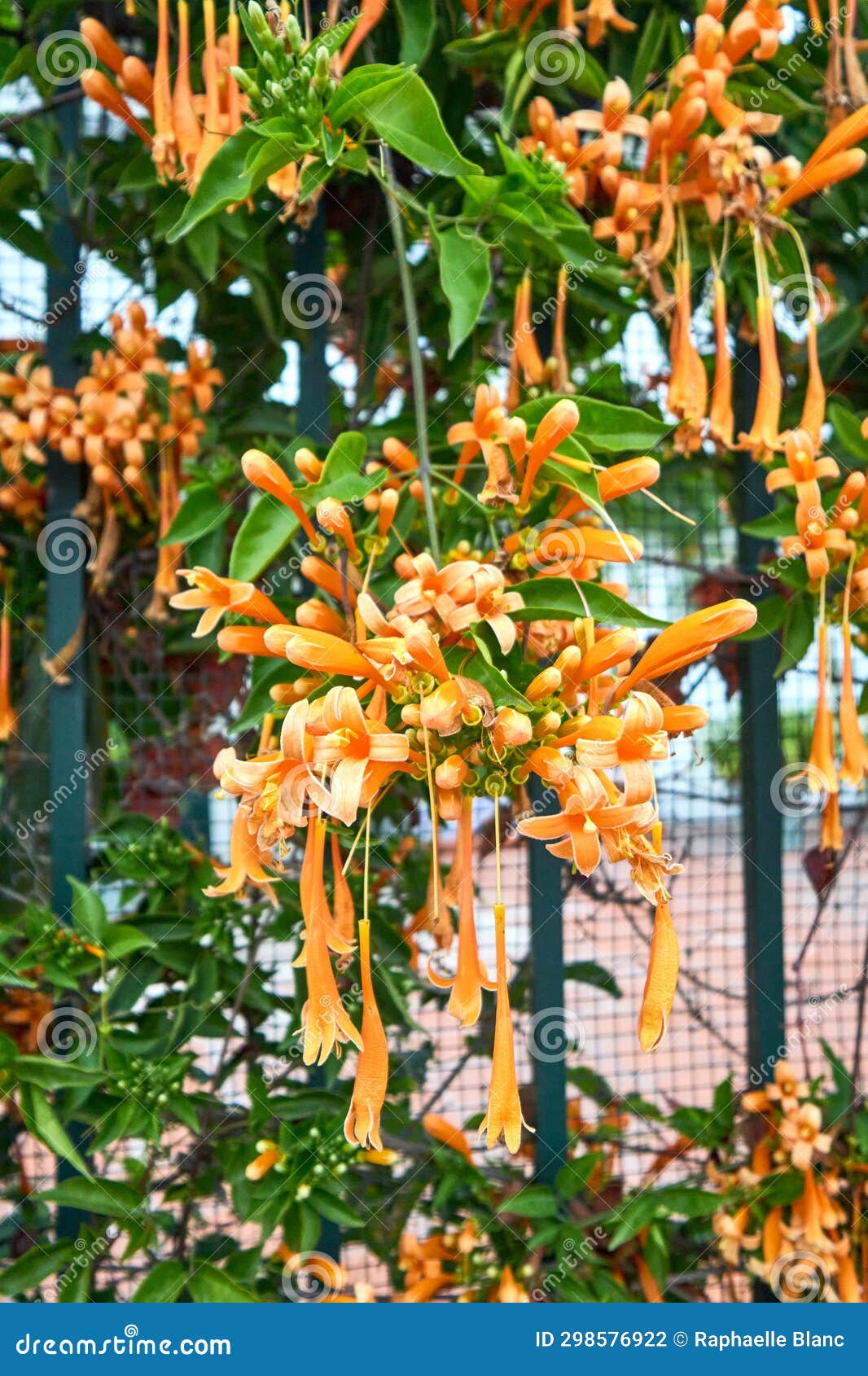 Wall of Pyrostegia Venusta in South of Portugal Stock Photo - Image of ...