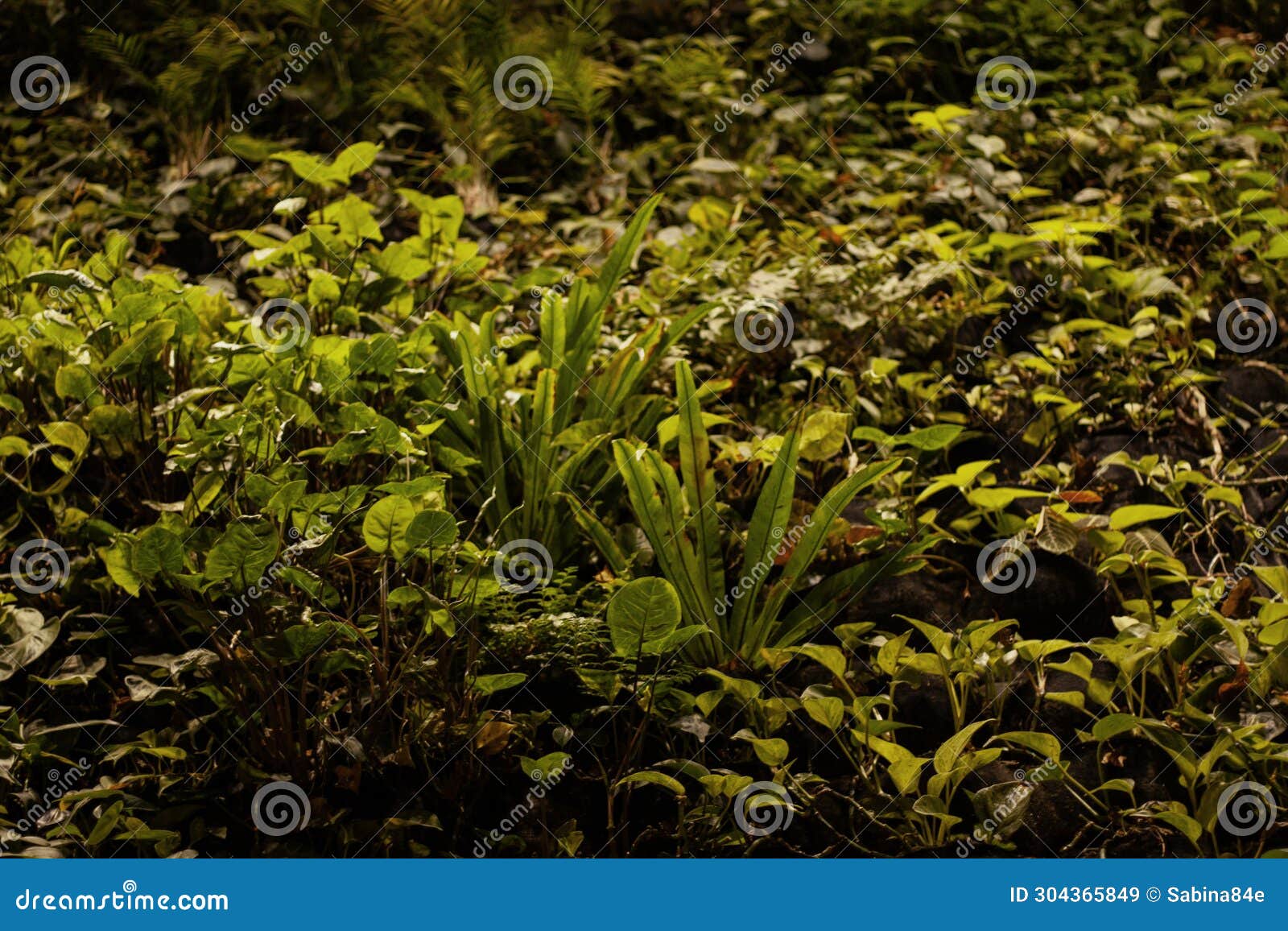 Wall of Real Greenery, Green Plants Wall Stock Image - Image of nature ...