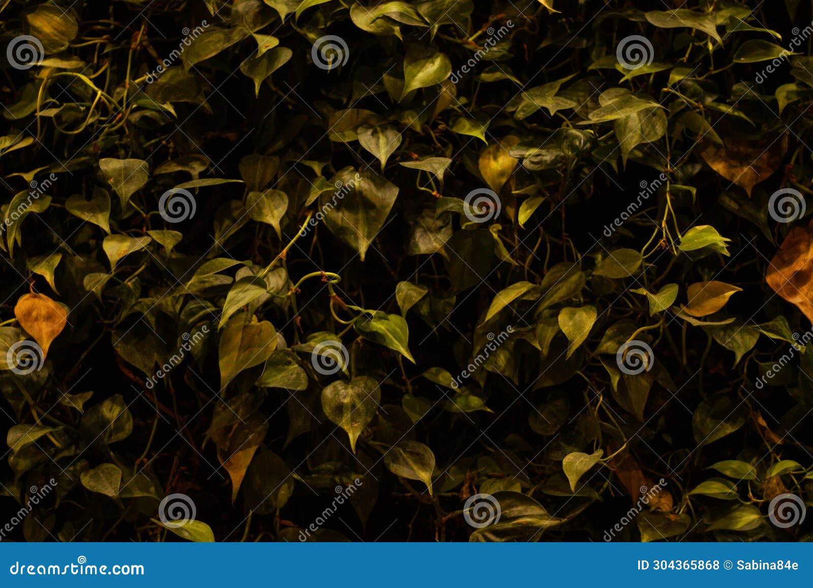 Wall of Real Greenery, Green Plants Wall Stock Photo - Image of frame ...