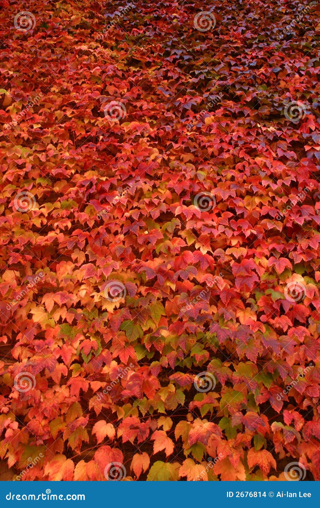 Wall of red ivy in autumn stock photo. Image of league - 2676814