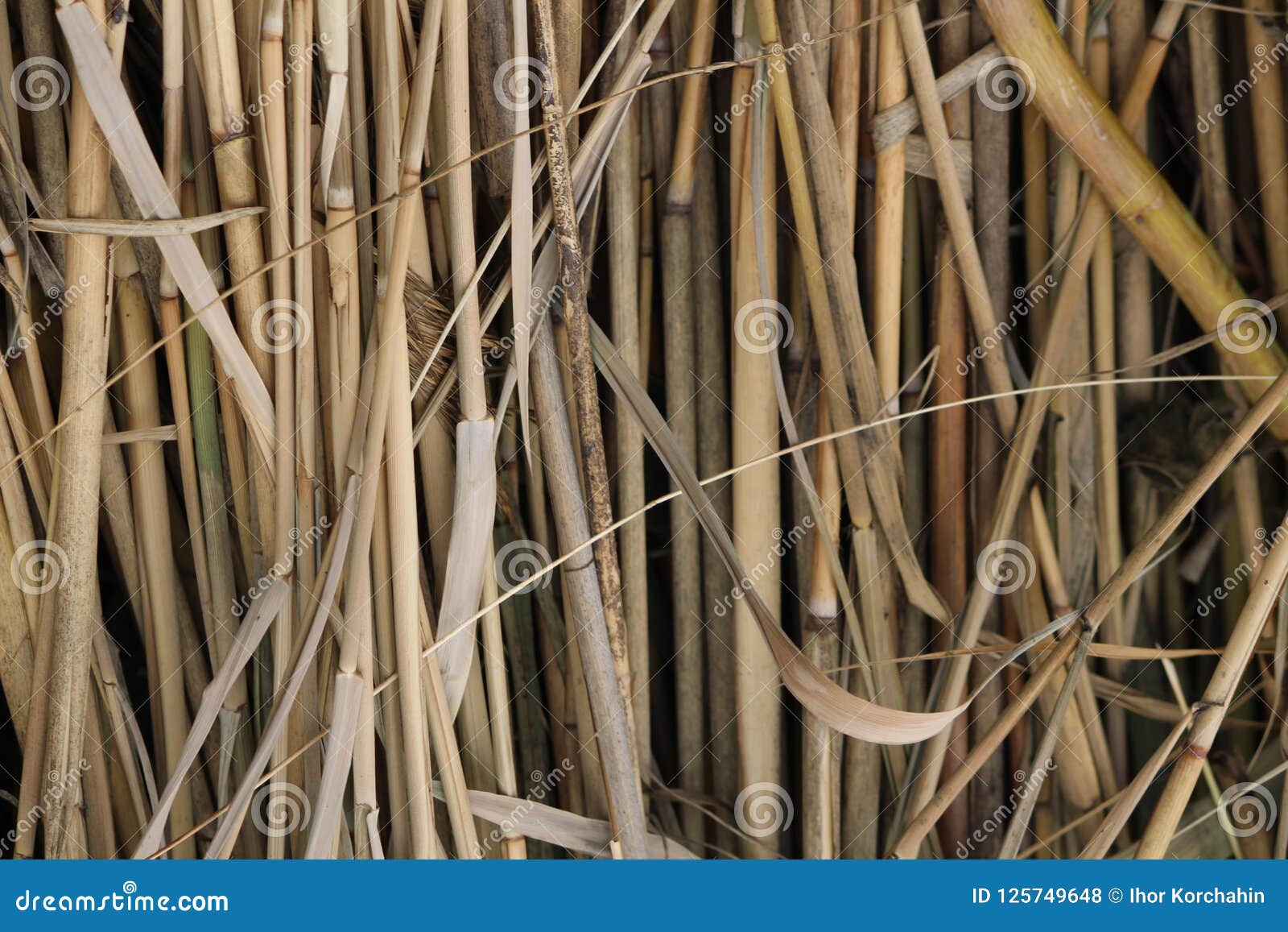 Wall from Reeds, Background from Reeds Stock Photo - Image of autumn ...