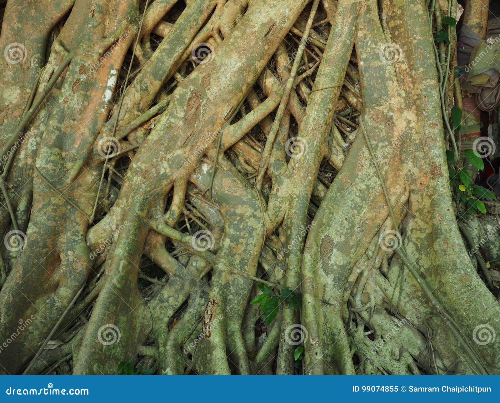 Wall of root stock image. Image of growing, growth, organic - 99074855