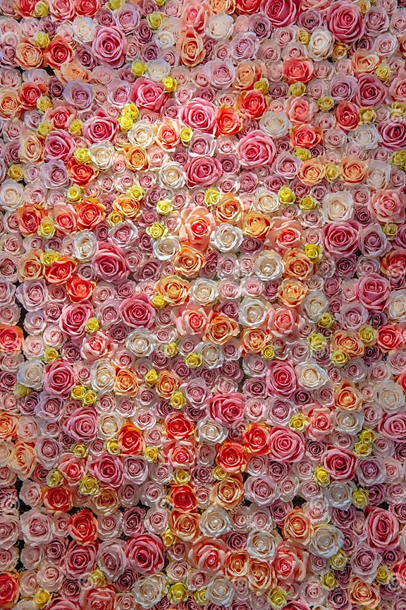 Wall of Roses stock photo. Image of roses, floral, abstract - 122323872