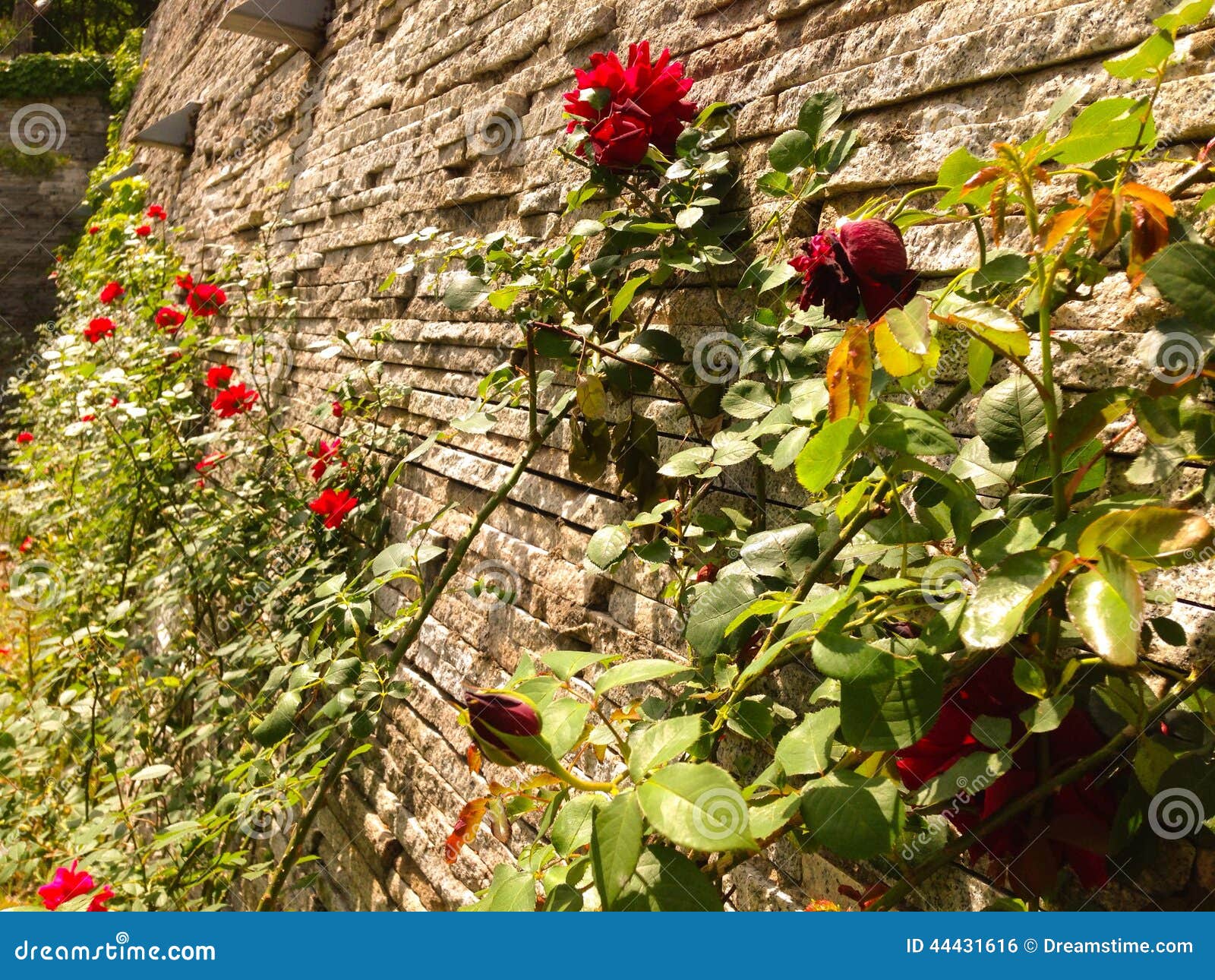 Wall of Roses stock photo. Image of flowers, asia, wall - 44431616