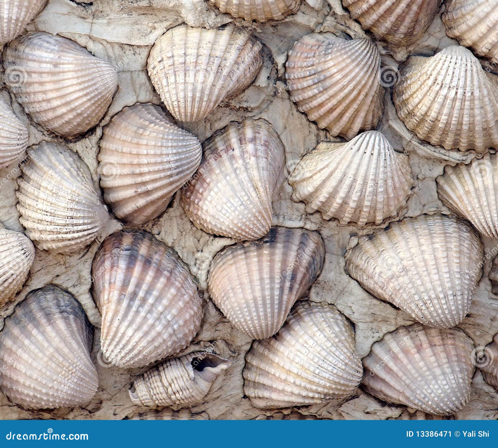 Wall with Shell Halves stock image. Image of halves, hard - 13386471