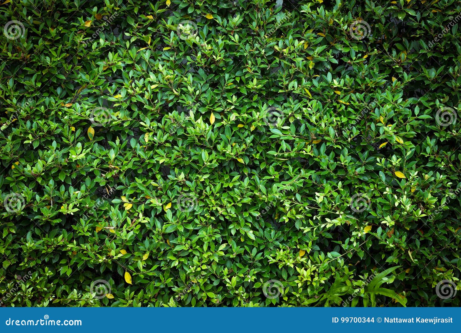 Wall of shrubs texture stock photo. Image of foliage - 99700344