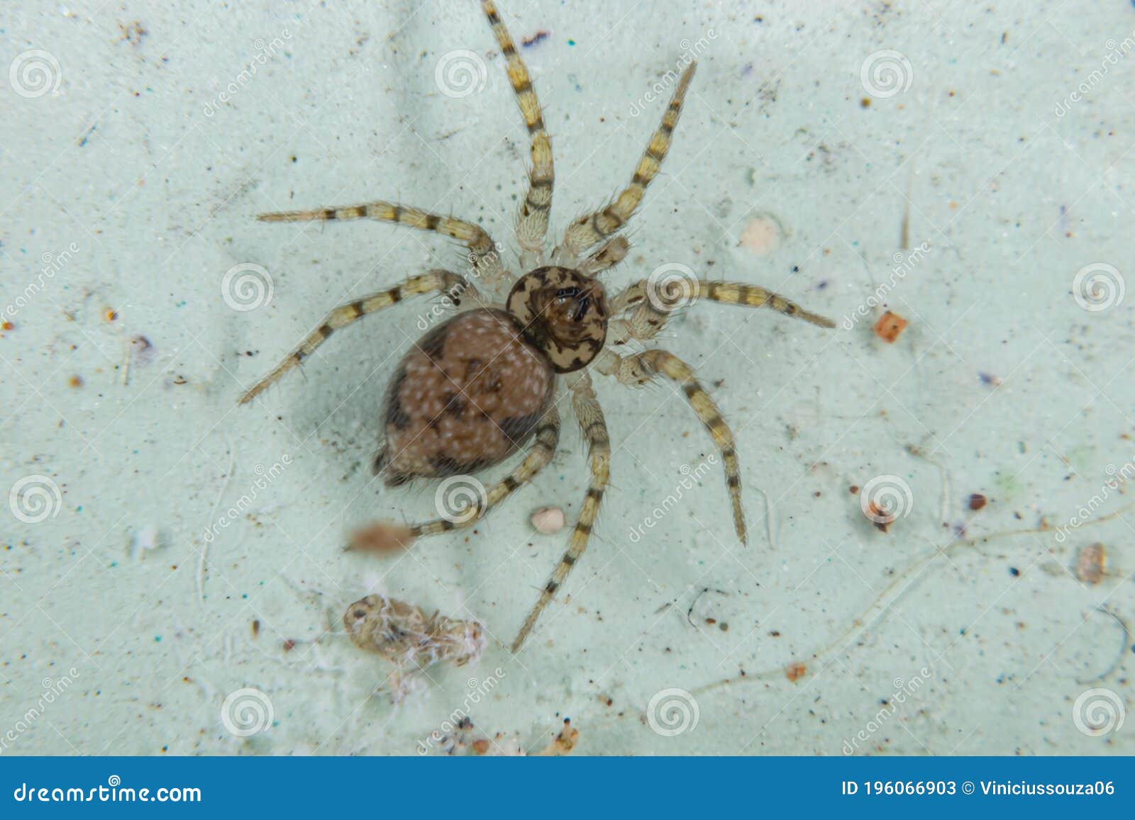 Wall Spider stock image. Image of beach, oecobiidae - 196066903