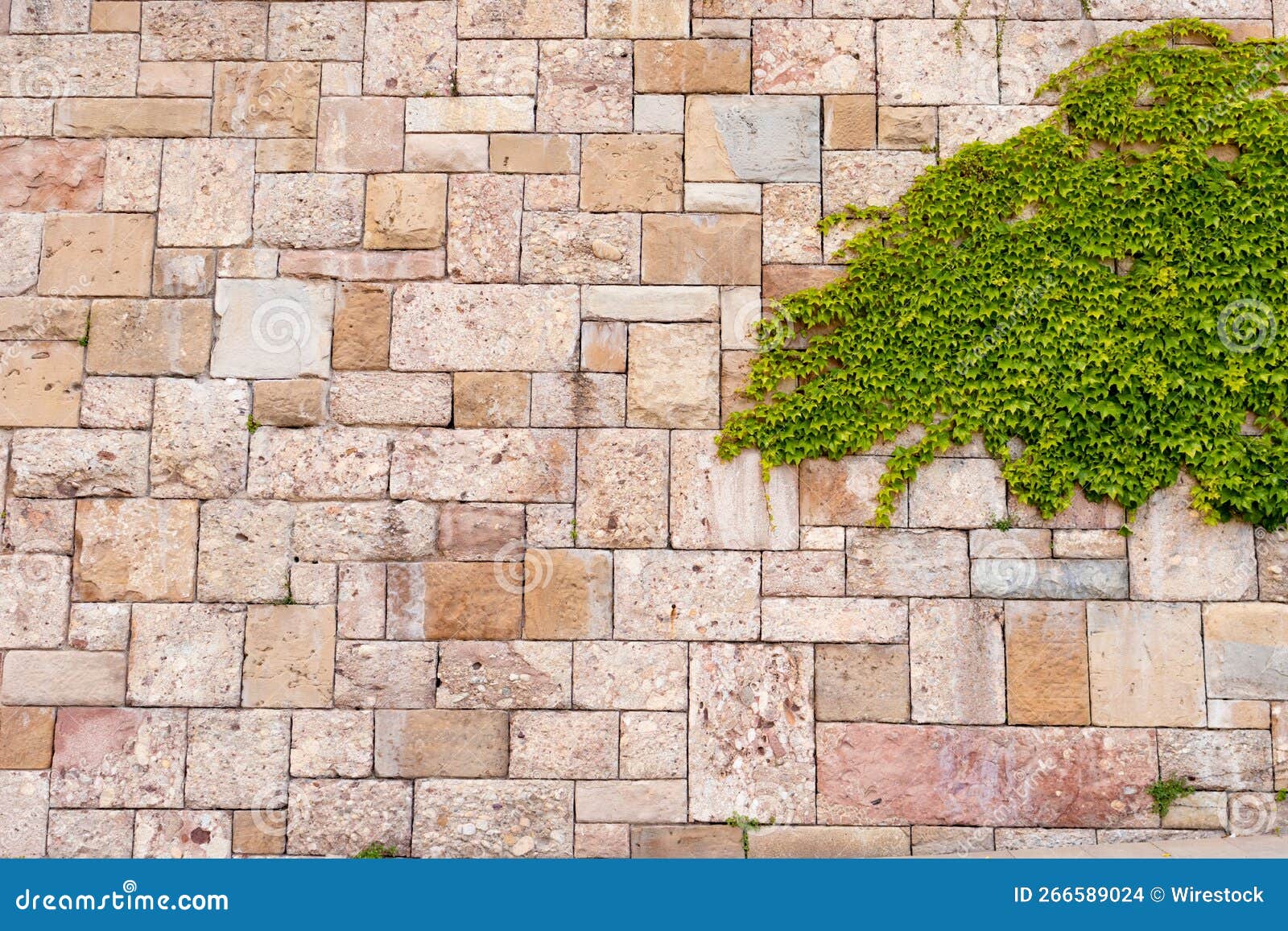 Wall of Stone Blocks with an Overgrowth of Green Leafy Vines Stock ...