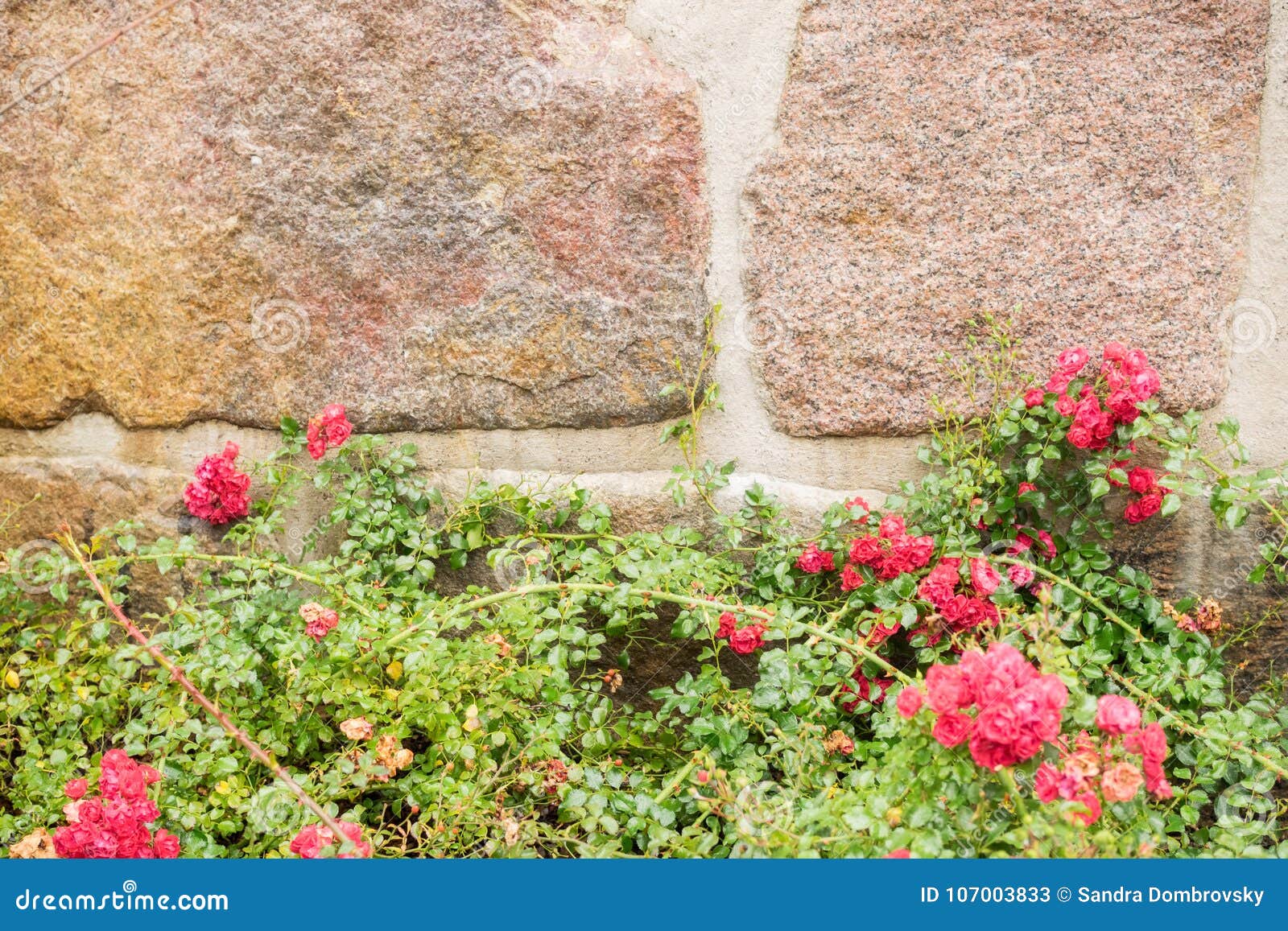 Wall of stone with flowers stock image. Image of elegant - 107003833