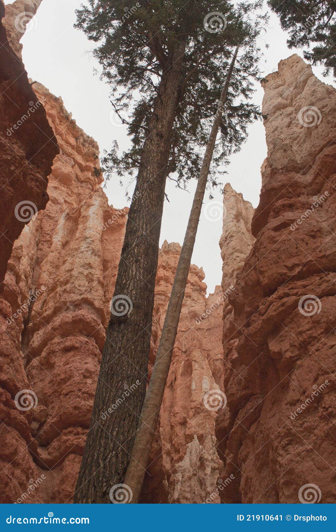 Wall street Bryce Canyon stock image. Image of nature - 21910641